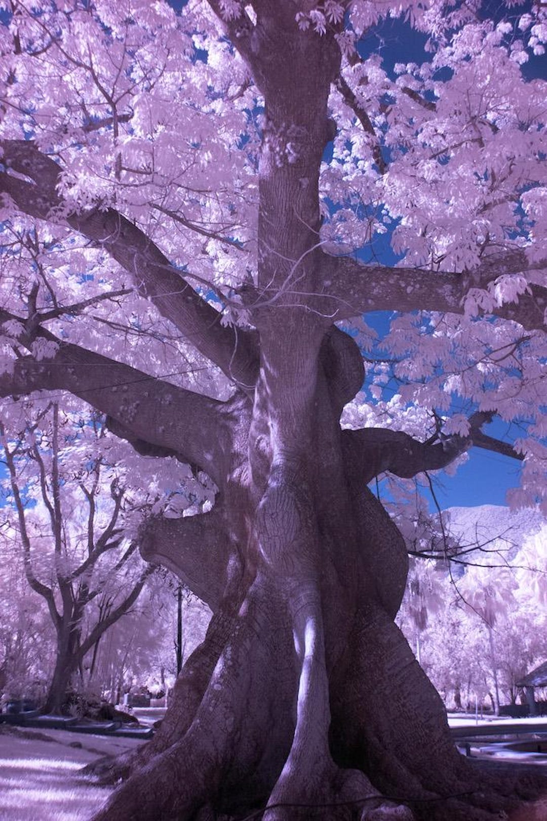 Infrared Photography Printed on Aluminum - Etsy