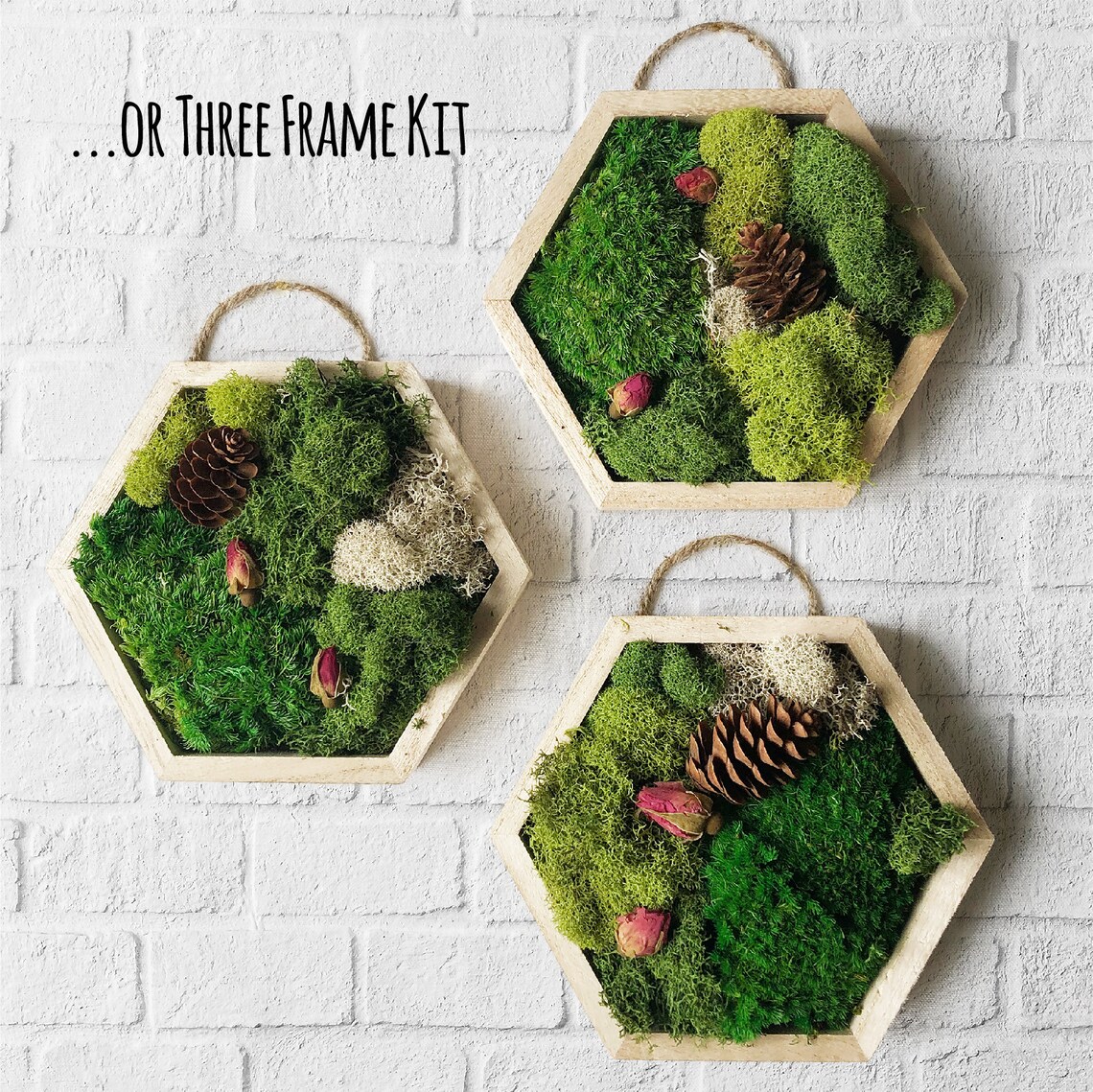 DIY Craft Kit Moss Art Craft 5x5 Hexagon Moss Home decor | Etsy