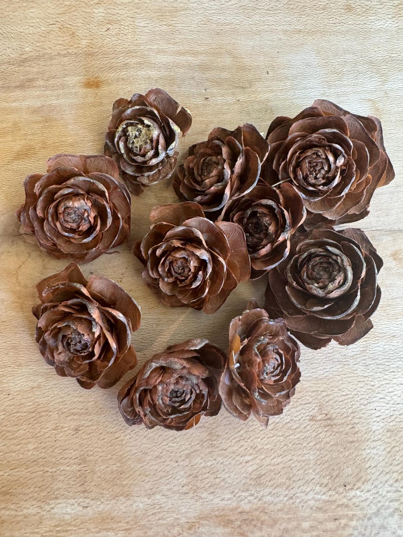 Real Cedar Roses 5 Count - Etsy