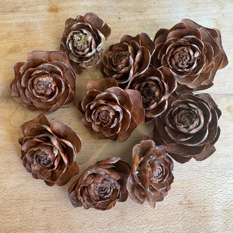 Cedar Rose - Etsy