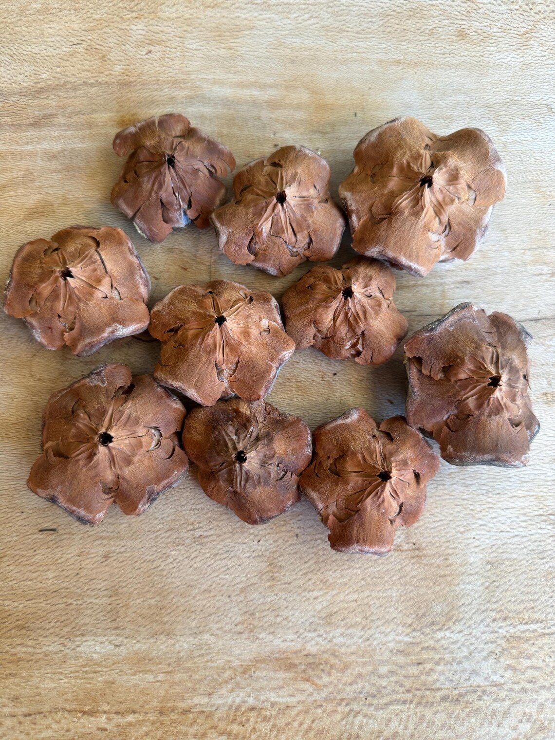 Real Cedar Roses 5 Count - Etsy