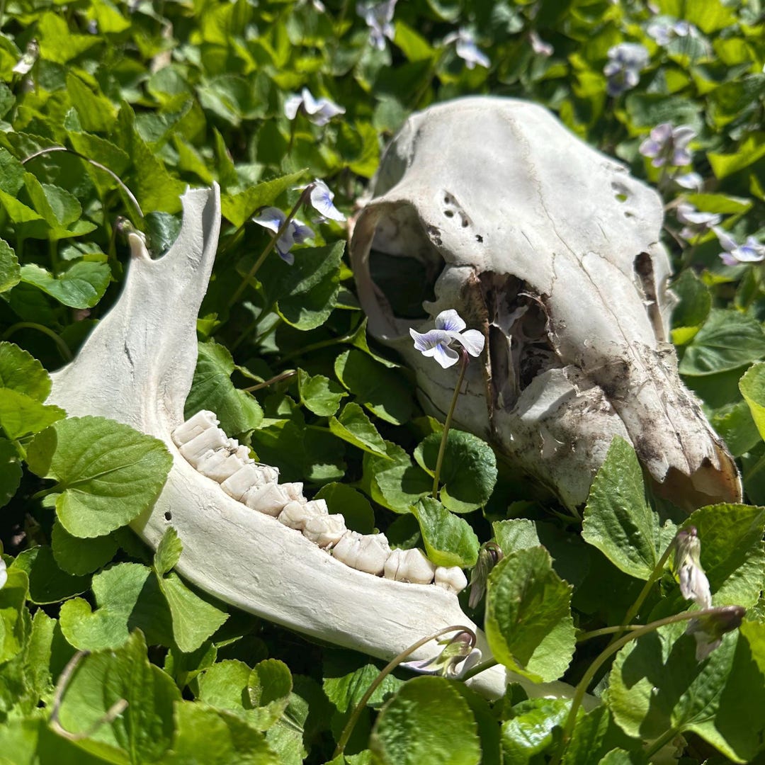 Nature Cleaned Craft Grade Young Fawn / Doe / Small Deer Skull ...