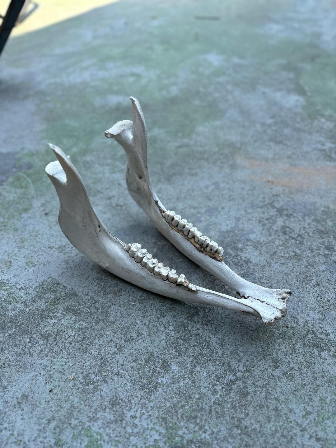 Nature Cleaned Cow Jawbone - Crafts, Decor, Art Supplies - Ethically ...