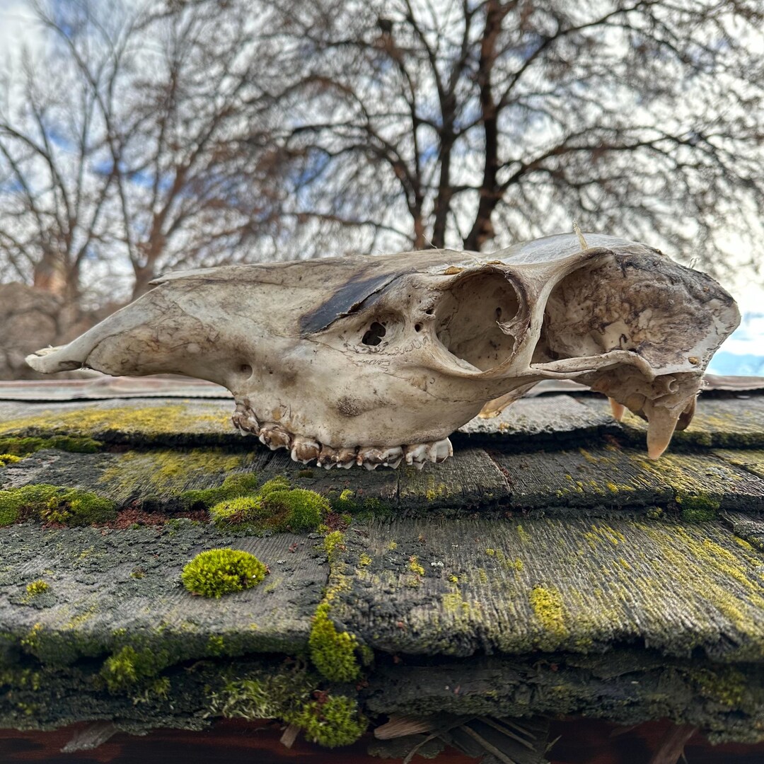 Nature Cleaned Craft Grade Cow Elk Skull - Ethically Sourced, Collected ...