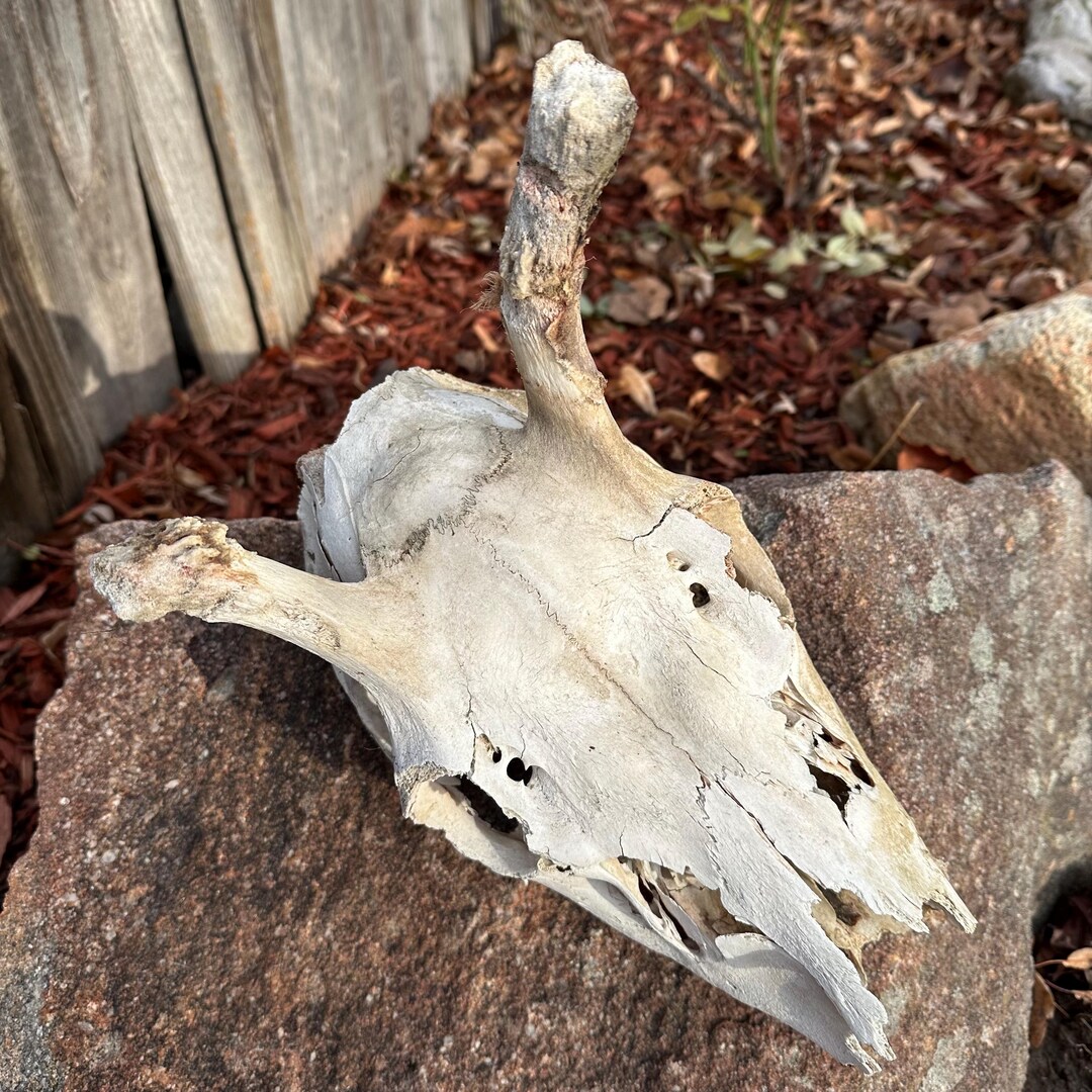 Nature Cleaned Craft Grade Bull Elk Skull Ethically Sourced, Collected ...
