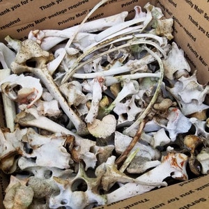 LARGE Ethically Sourced Craft Bones Box - Etsy