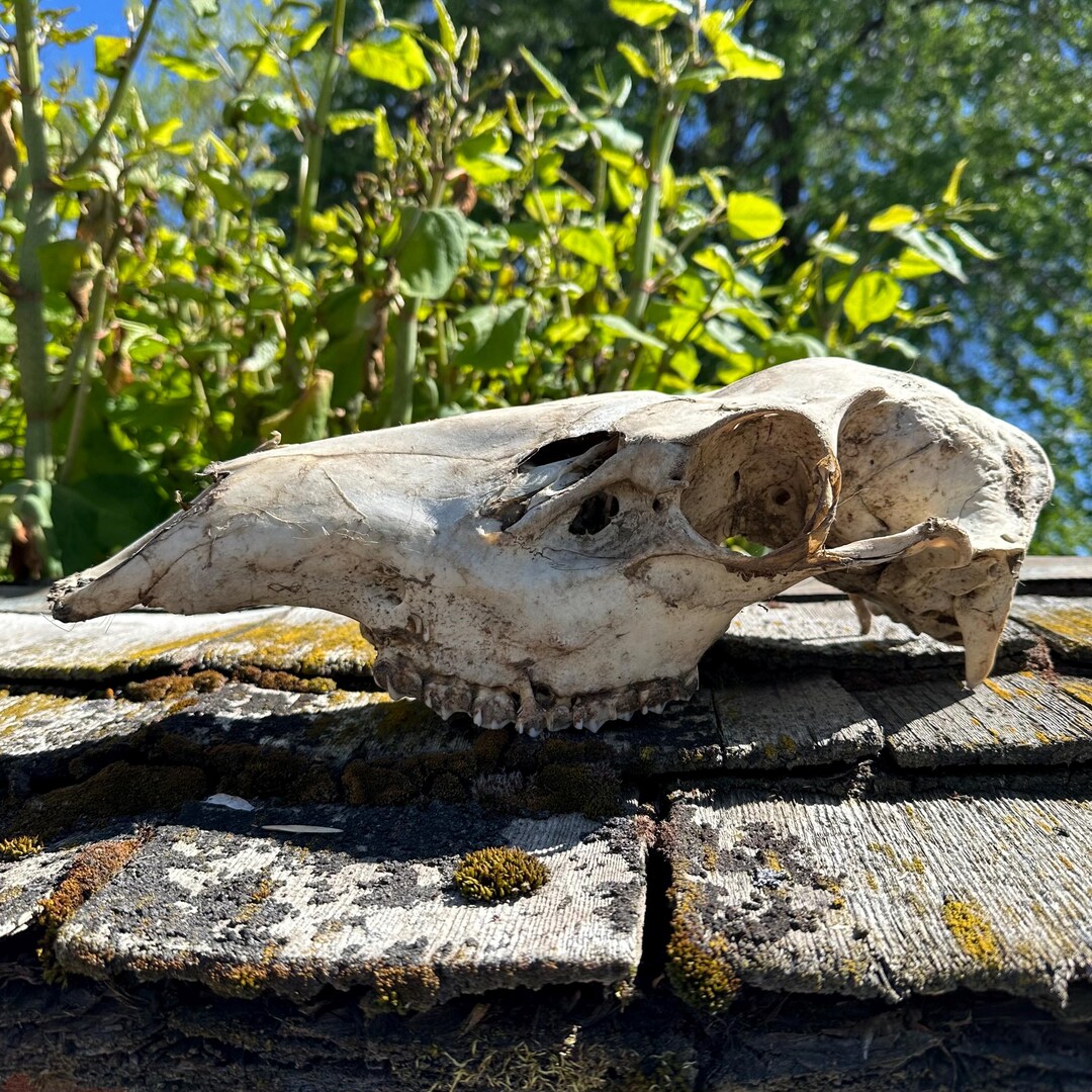 Nature Cleaned Craft Grade Cow Elk Skull Skull Ethically Sourced ...