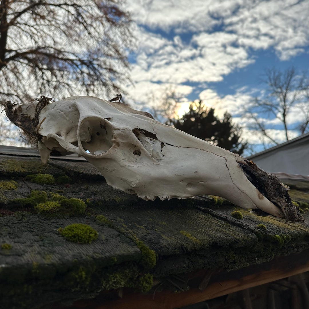 Nature Cleaned Craft Grade Cow Elk Skull - Ethically Sourced, Collected ...