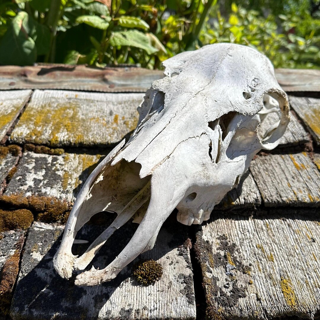 Nature Cleaned Craft Grade Cow Elk Skull Skull Ethically Sourced ...
