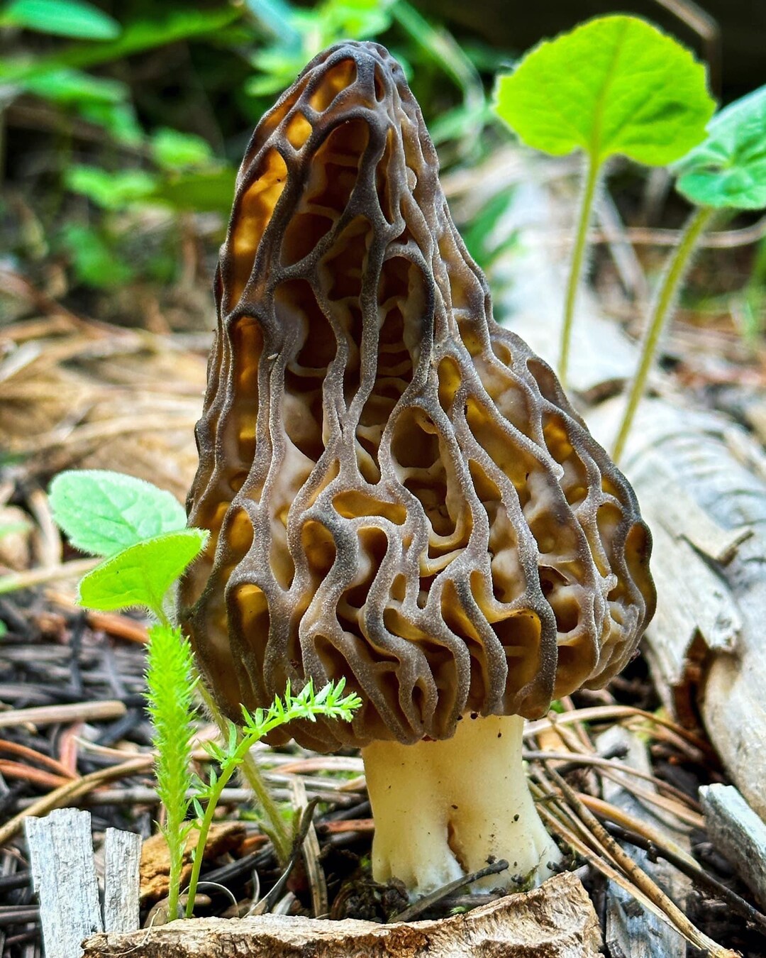 Dried Hand Picked Edible Morel Mushrooms / Morchella/ Gourmet Wild ...