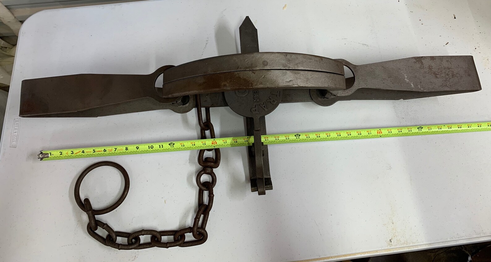 Real Bear Trap with Regular Jaw 16 Spread 6 | Etsy