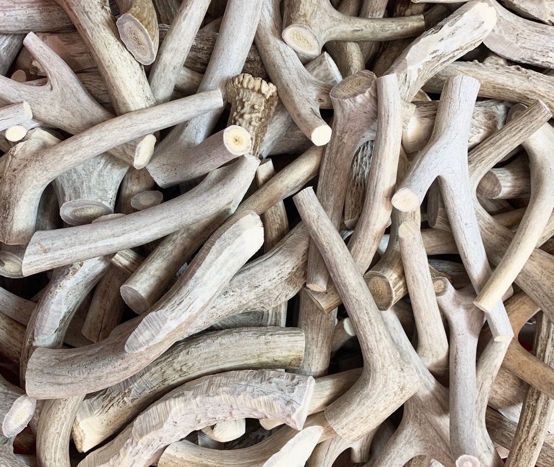 ANTLER MAN® C-grade Deer Antler Pieces Dog Chews for Medium Size Dogs ...