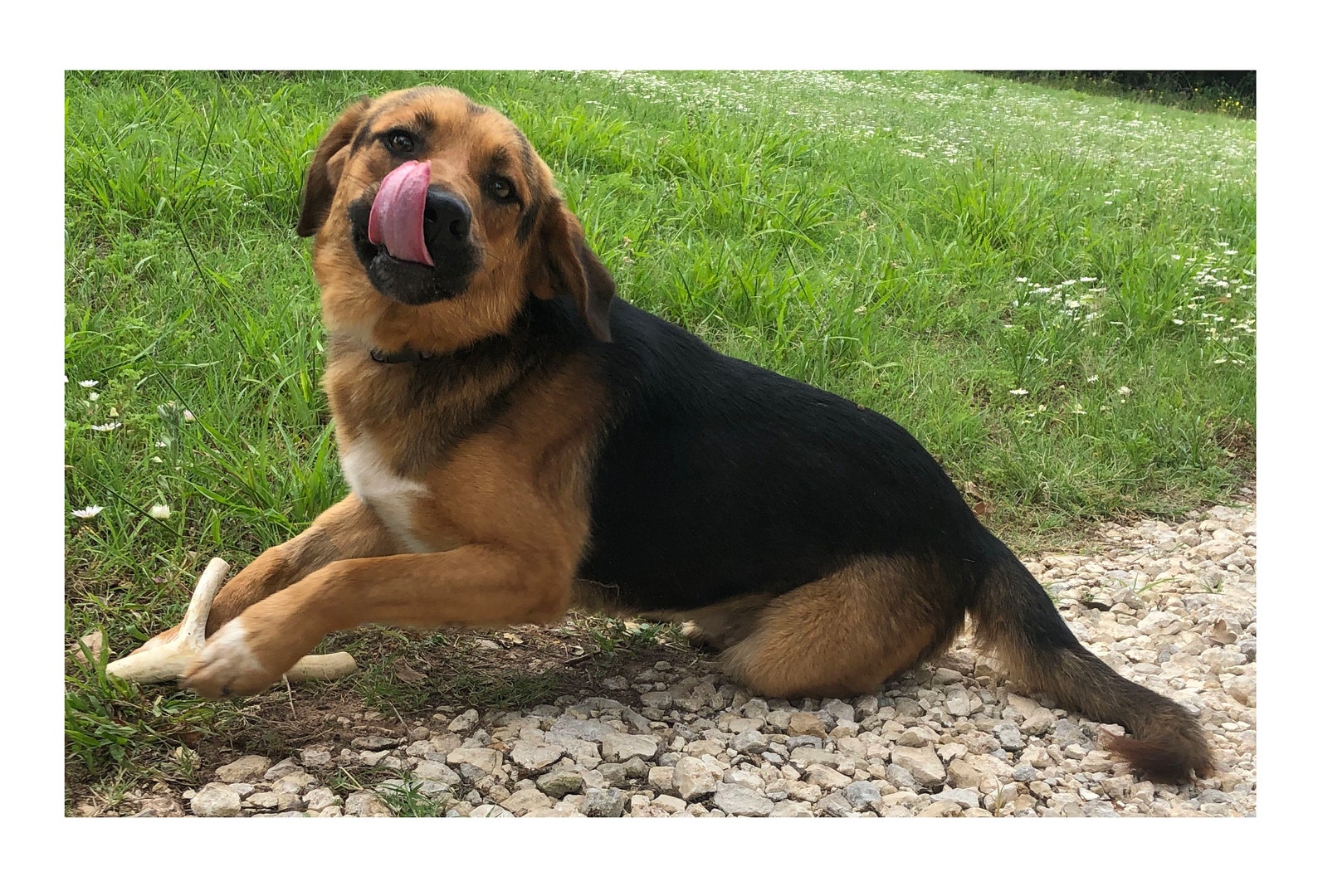 1 POUND - ANTLER MAN® Premium Deer Antler Pieces - Dog Chews - Sold by ...