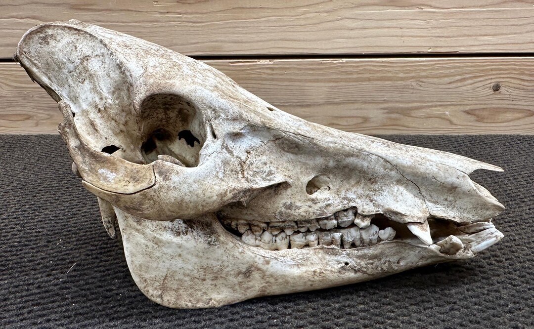 Feral Hog Skull With Top and Bottom Jaw Bones From Texas - Item #327-1 ...