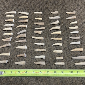 Lot of 50 SMALL Deer Antler Tips / Points A-grade Premium Quality - Etsy