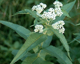 Boneset Seeds - Etsy