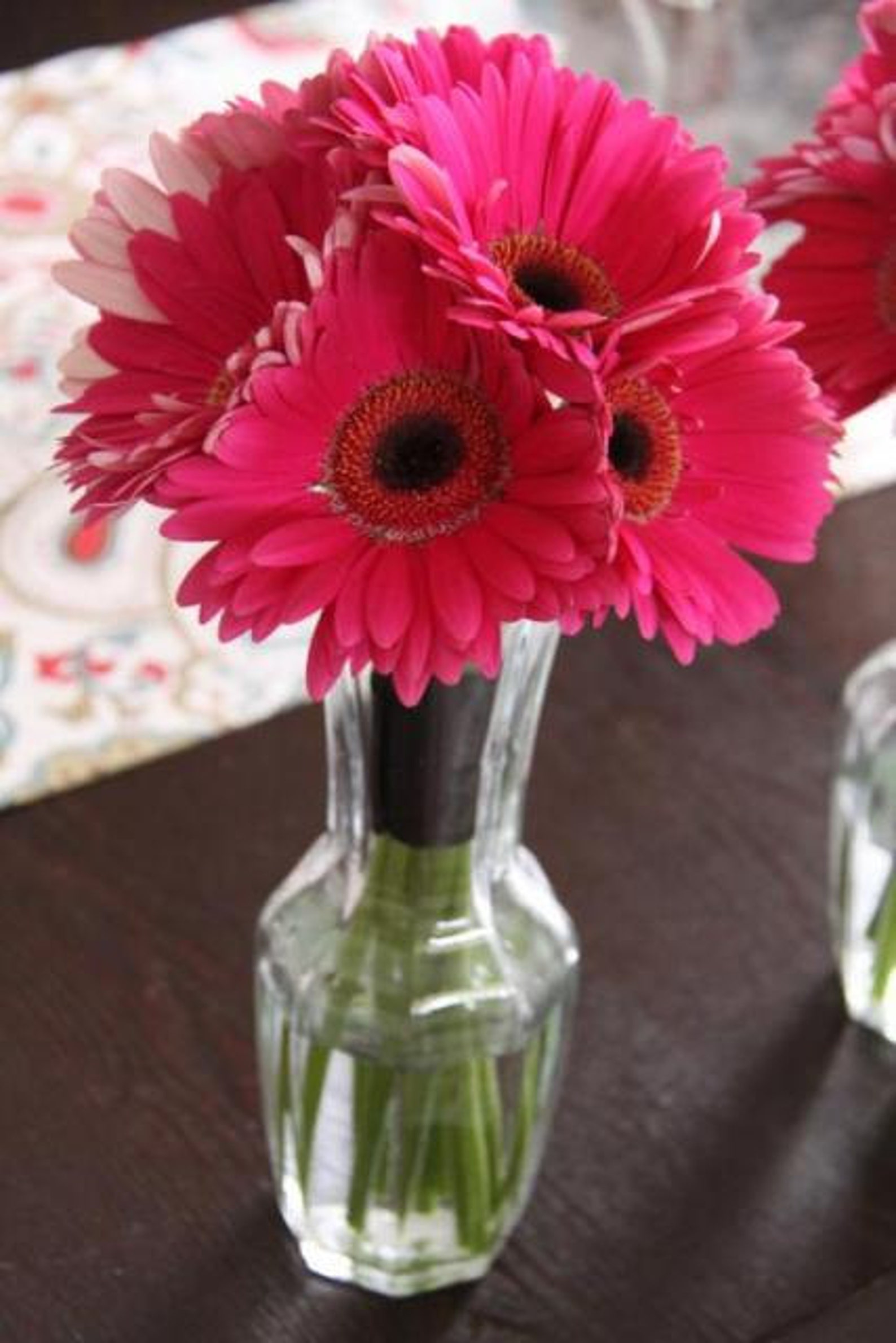 ADGRO ROYAL FUCHSIA Gerbera Daisyseedsuperior - Etsy