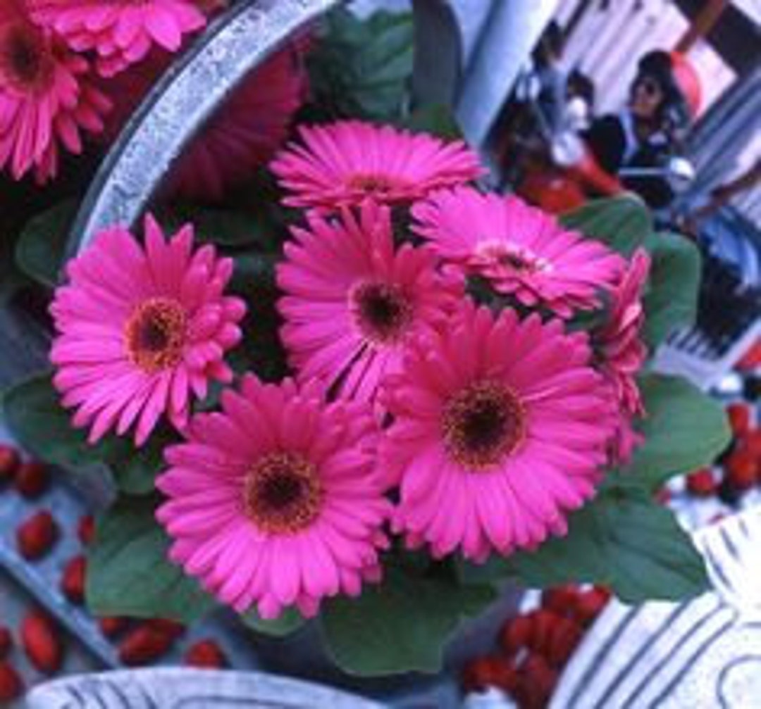 ADGR REVOLUTION FUCHSIA Gerbera Daisyseedfun Jewel - Etsy