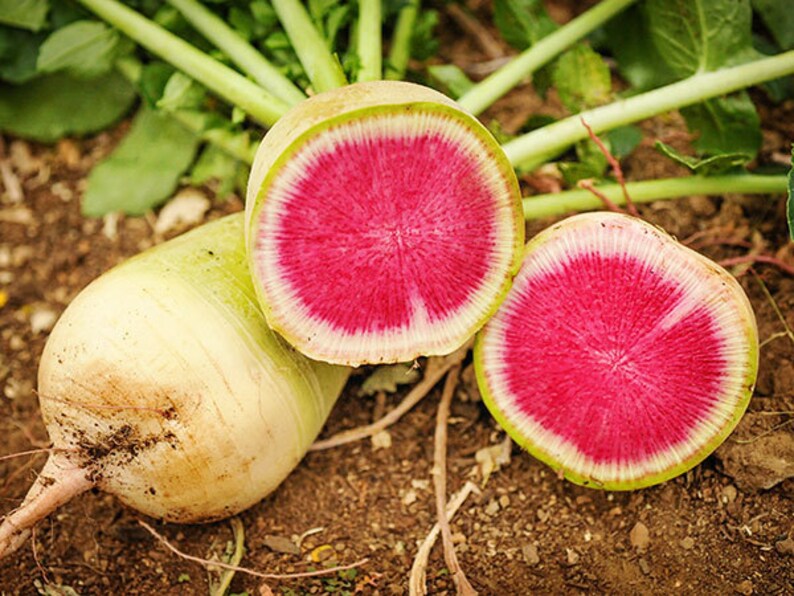 VRCRDROSE MEAT Daikon Radishseed beautiful Pink | Etsy
