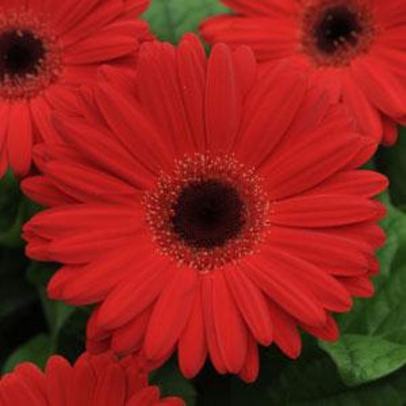 Dark Red Gerbera Daisy