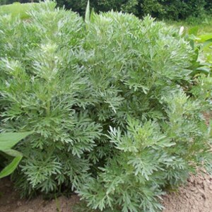 H Wormwoodseedsmake Your Own Absinthe - Etsy