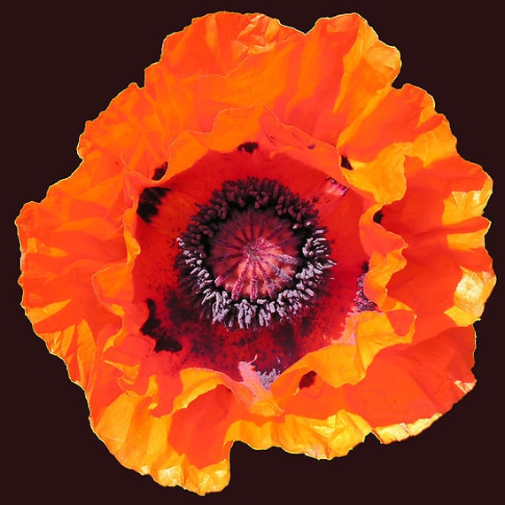 Papaver Orientale Allegro