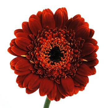 ADGR REVOLUTION RUST Gerbera Daisyseedvery Unique - Etsy