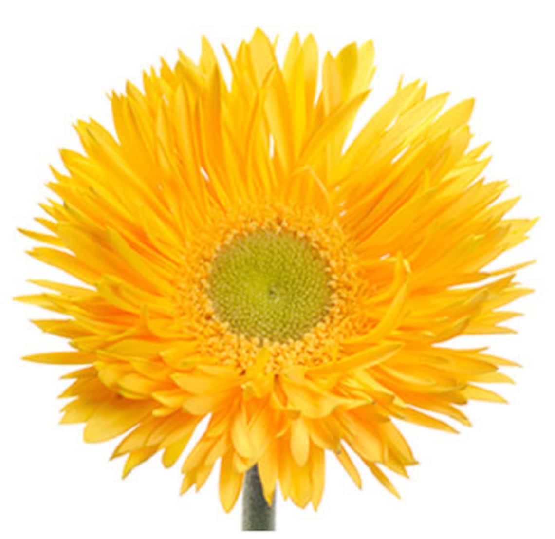 ADGF FESTIVAL YELLOW Spider Gerbera Daisyseedwild & - Etsy Australia