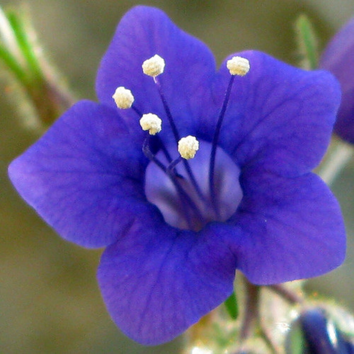 WFCALIFORNIA Bluebellseedanother Beauty Out of - Etsy