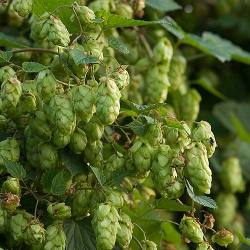 25 COMMON HOPS European Humulus Lupulus Vine Seeds Beer Making - Etsy ...