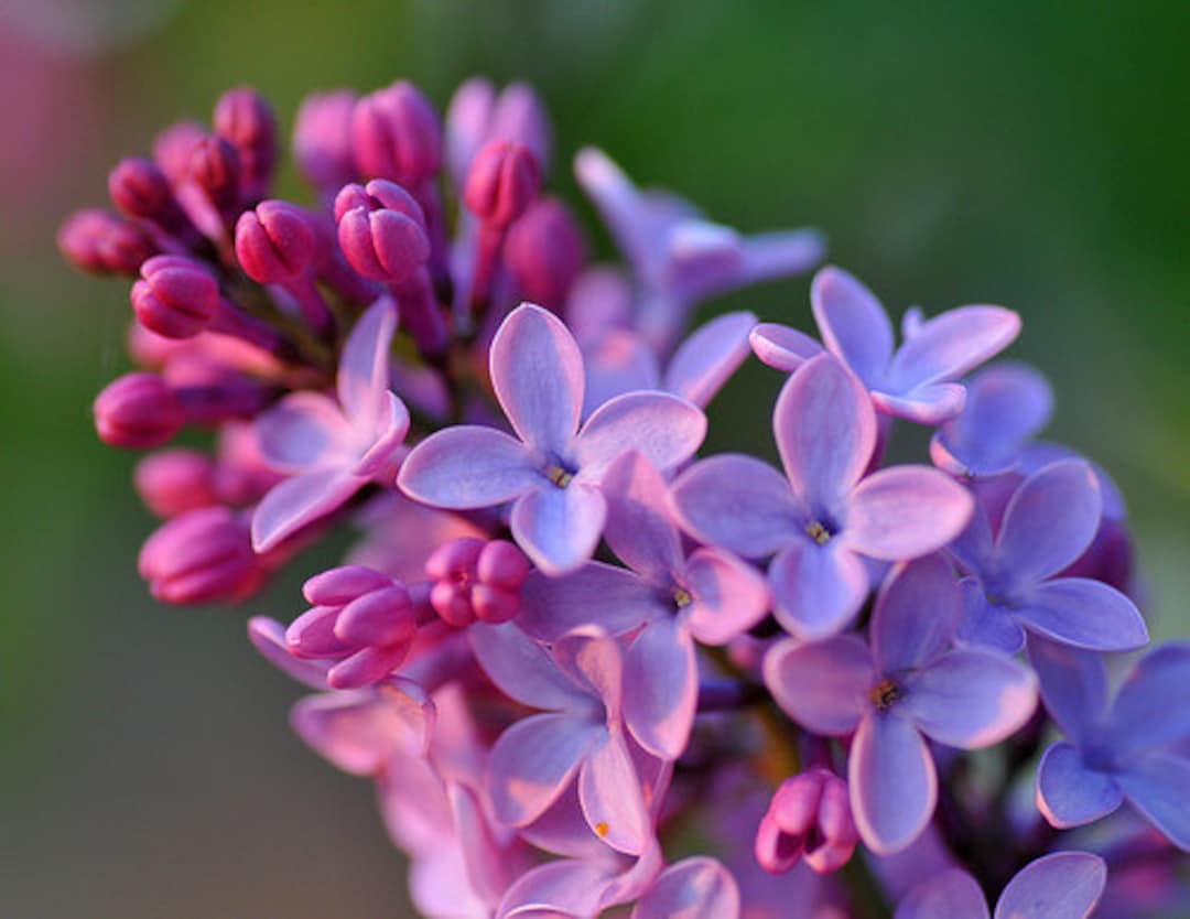TSL LAVENDER Lilacseedsthe Most Fragrant I - Etsy