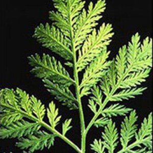 H Wormwoodseedsmake Your Own Absinthe - Etsy