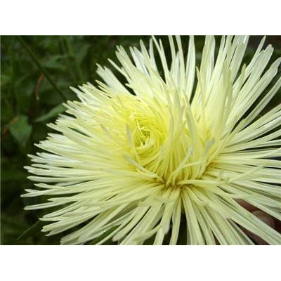 AASOOSTRICH PLUME Yellow Asterseedsstunning - Etsy