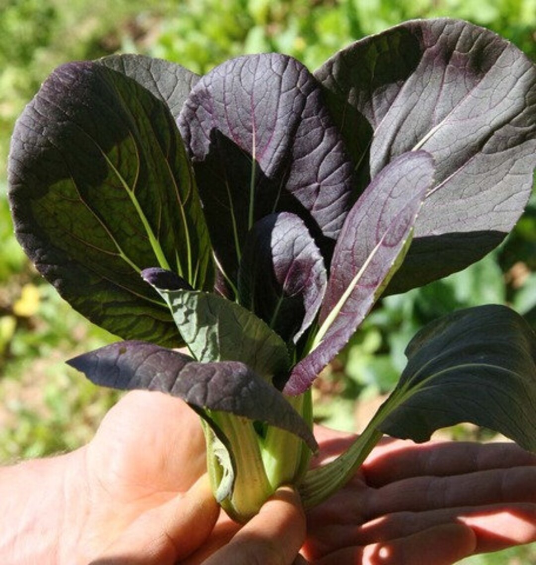Vkcabored CHOI F1 Chinese Cabbageseeddelicioushealthy - Etsy
