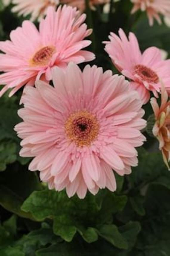 Light Pink Gerber Daisy