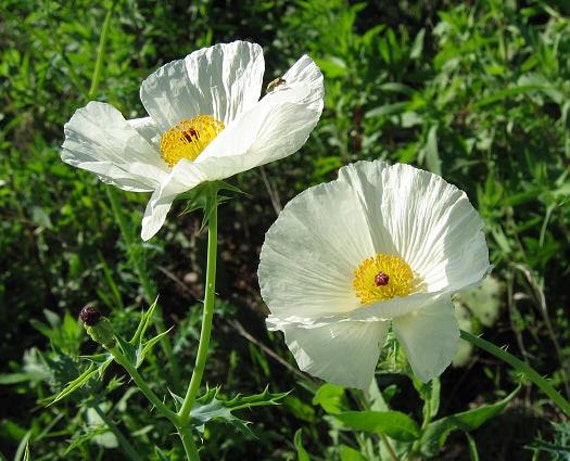 White Poppy Seeds Flower