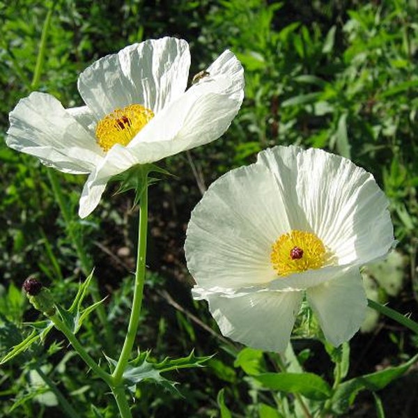 White Poppy - Etsy