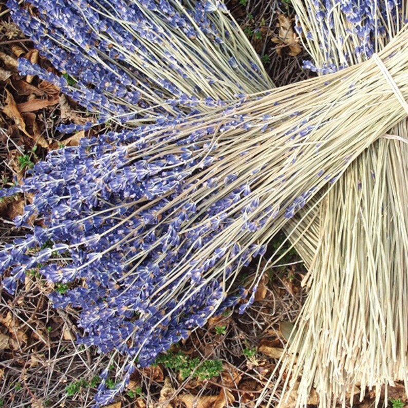 HL FRENCH LAVENDERSeedsLovely | Etsy