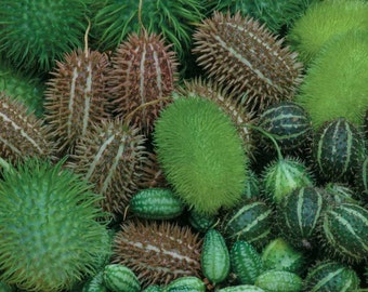 8 Giant Zucca Gourd Seeds-1175 - Etsy