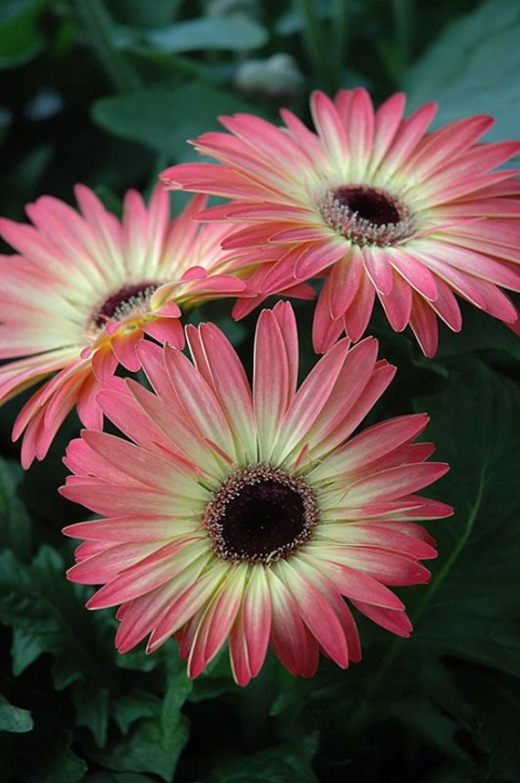 Colorful Gerbera Daisies