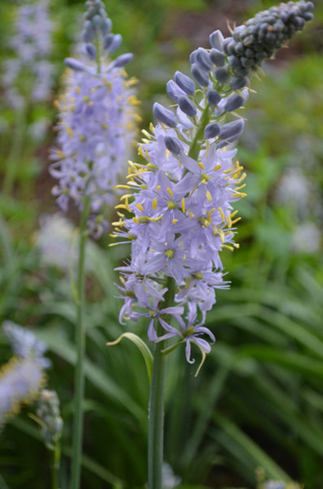 PBHY WILD Hyacinthseedscamassia Scilloides - Etsy