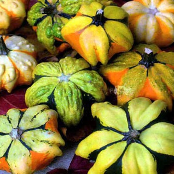 Gourd Seeds - Etsy