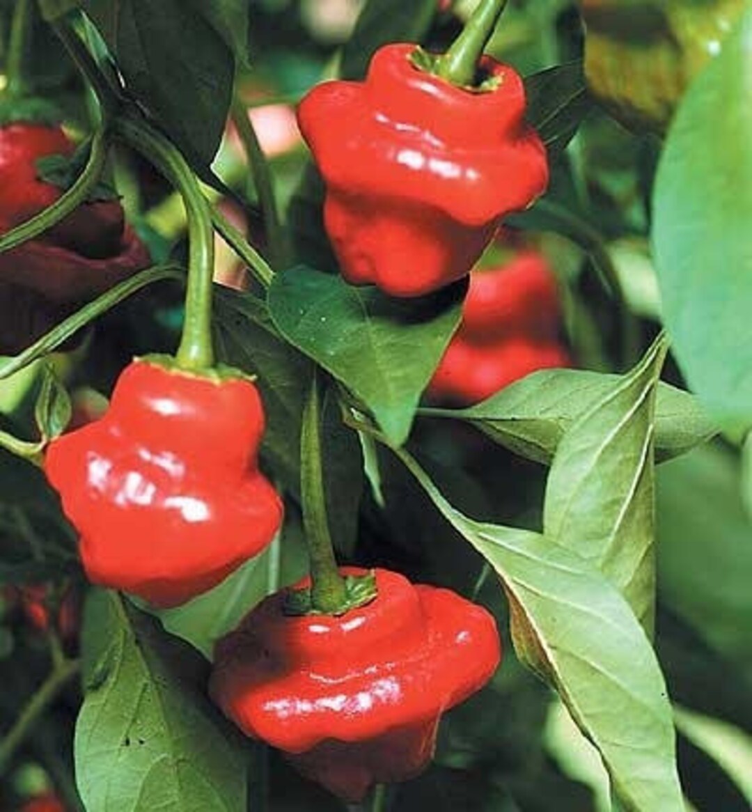 VPPH JAMAICAN RED Hots Hot Pepperseedoutrageous Heat - Etsy
