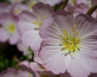 Pale Pink Evening Primrose Flower Seeds / Oenothera Pallida / - Etsy