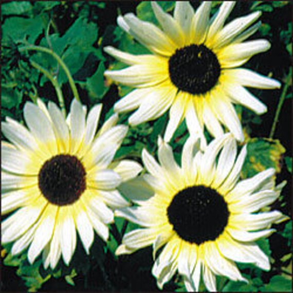 Italian White Sunflower