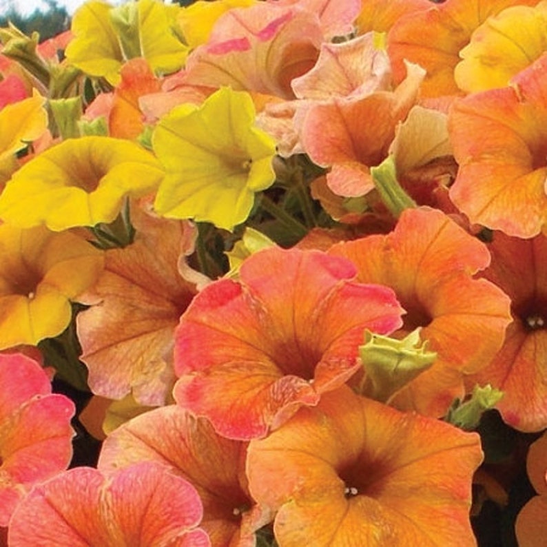 APE CASCADIA INDIAN Summer Petunia SeedsPeachy | Etsy