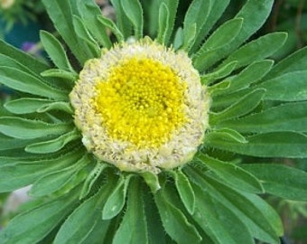 Hulk Aster Seeds - Etsy