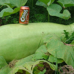 VGH ZUCCA Gourdseeds make Your Own African - Etsy