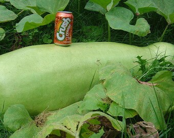 8 Giant Zucca Gourd Seeds-1175 - Etsy