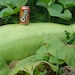 VGH ZUCCA Gourdseeds make Your Own African - Etsy